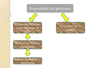 Peritoneo y cavidad peritoneal | PPTX