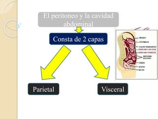 Peritoneo y cavidad peritoneal | PPTX