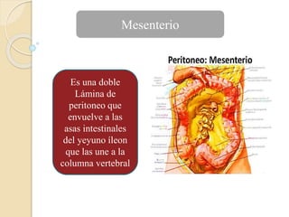 Peritoneo y cavidad peritoneal | PPTX