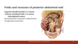 Peritoneum | PPT