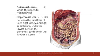 Peritoneum | PPT