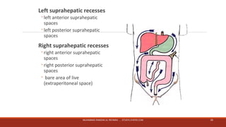 Peritoneum | PPT