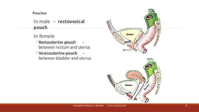 Peritoneum