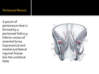 Peritoneum | PPT