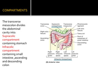 Peritoneum | PPT