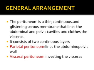 Peritoneum | PPT