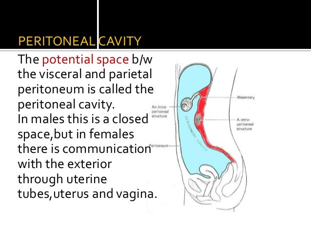 Peritoneum