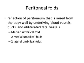 Peritoneum | PPTX
