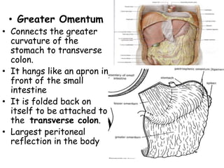 Peritoneum | PPTX