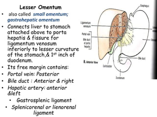 Peritoneum | PPTX
