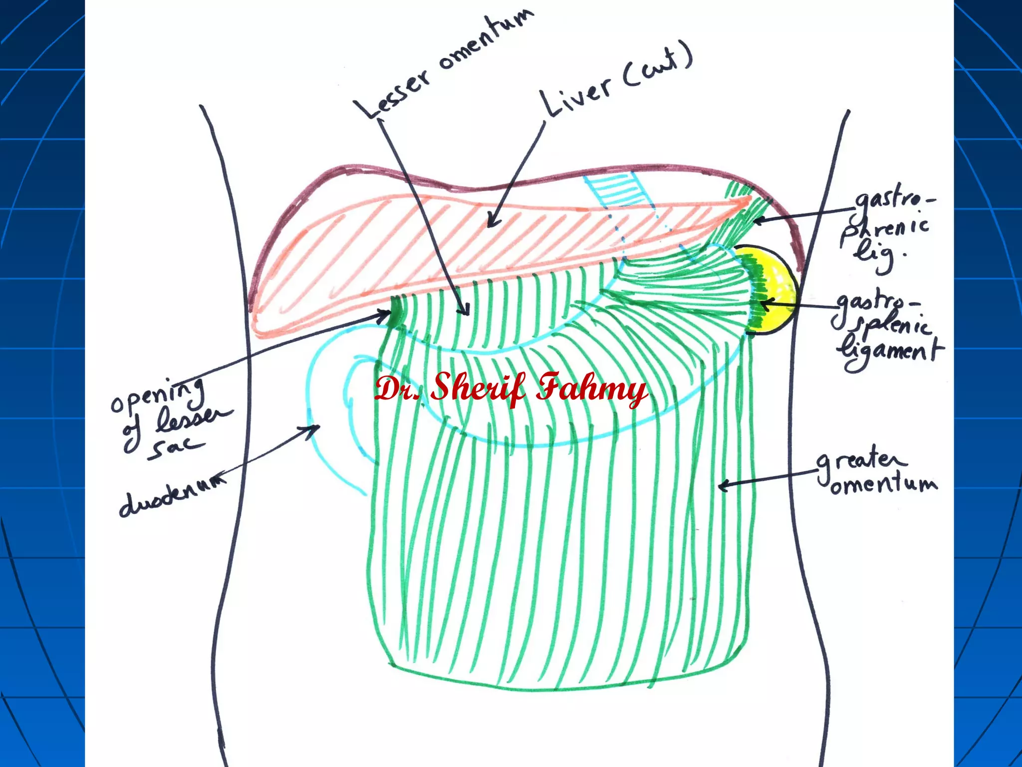 The Peritoneum (Anatomy of the Abdomen) | PPS