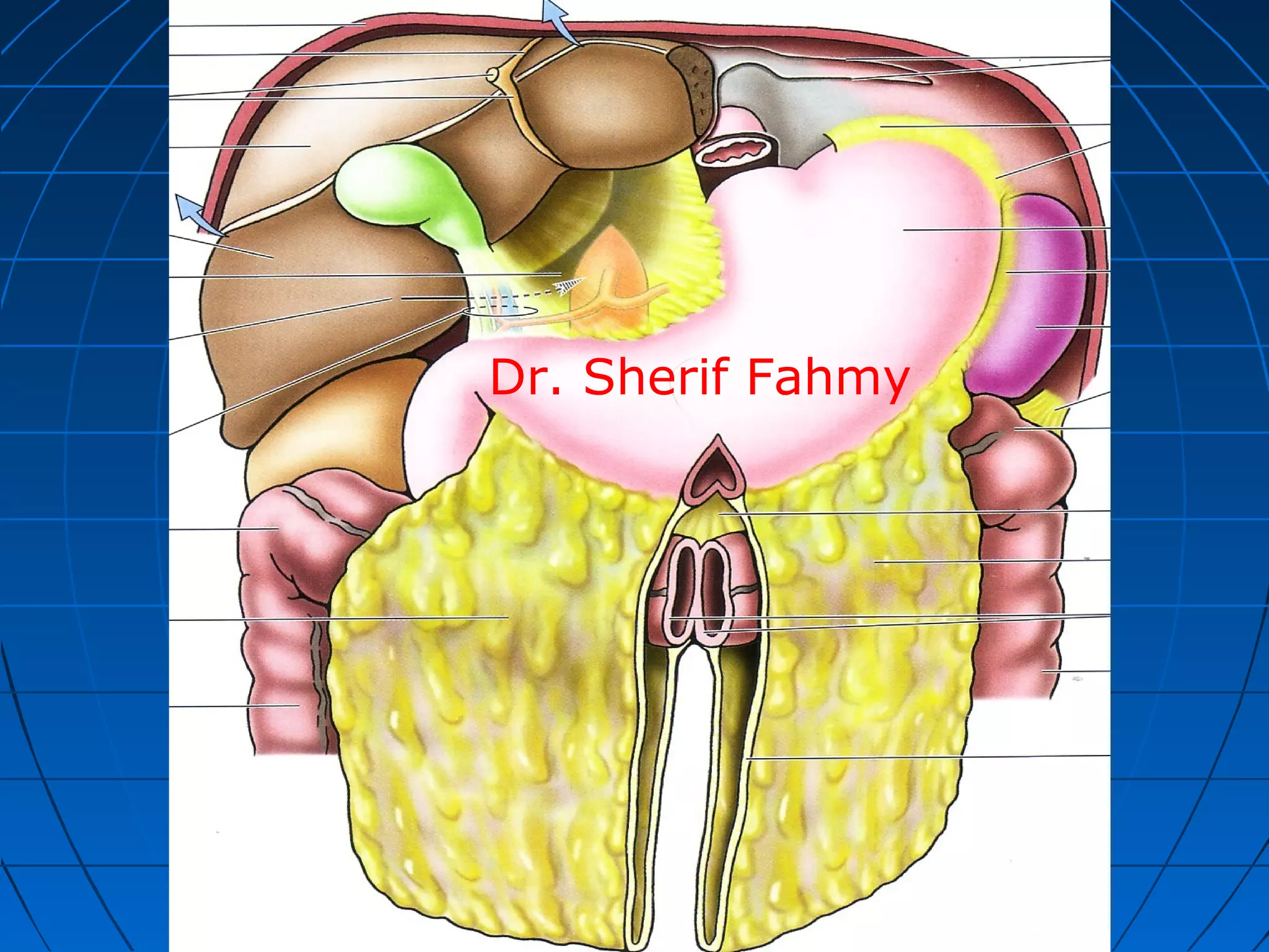 The Peritoneum (Anatomy of the Abdomen) | PPS