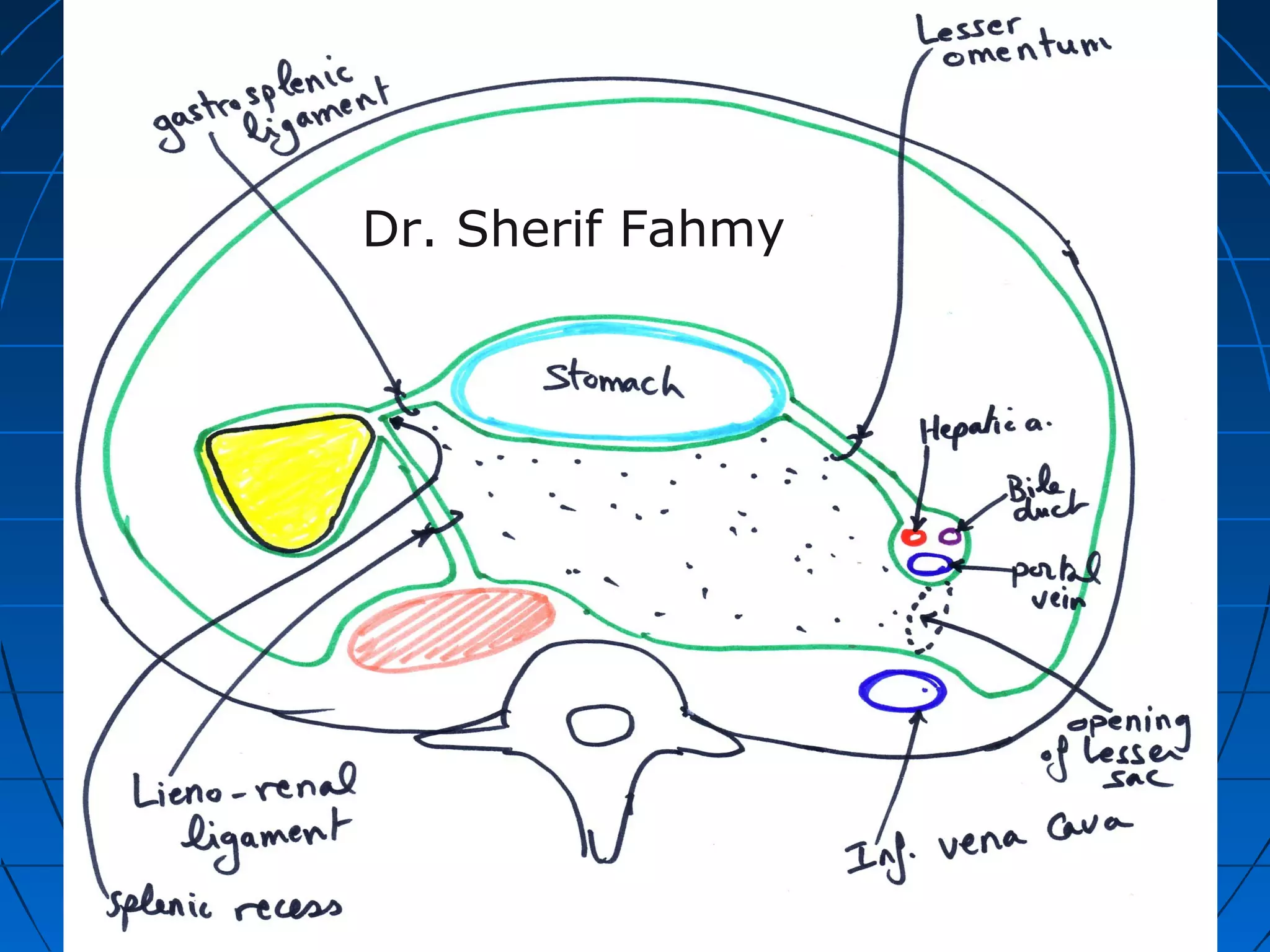 The Peritoneum (Anatomy of the Abdomen) | PPS