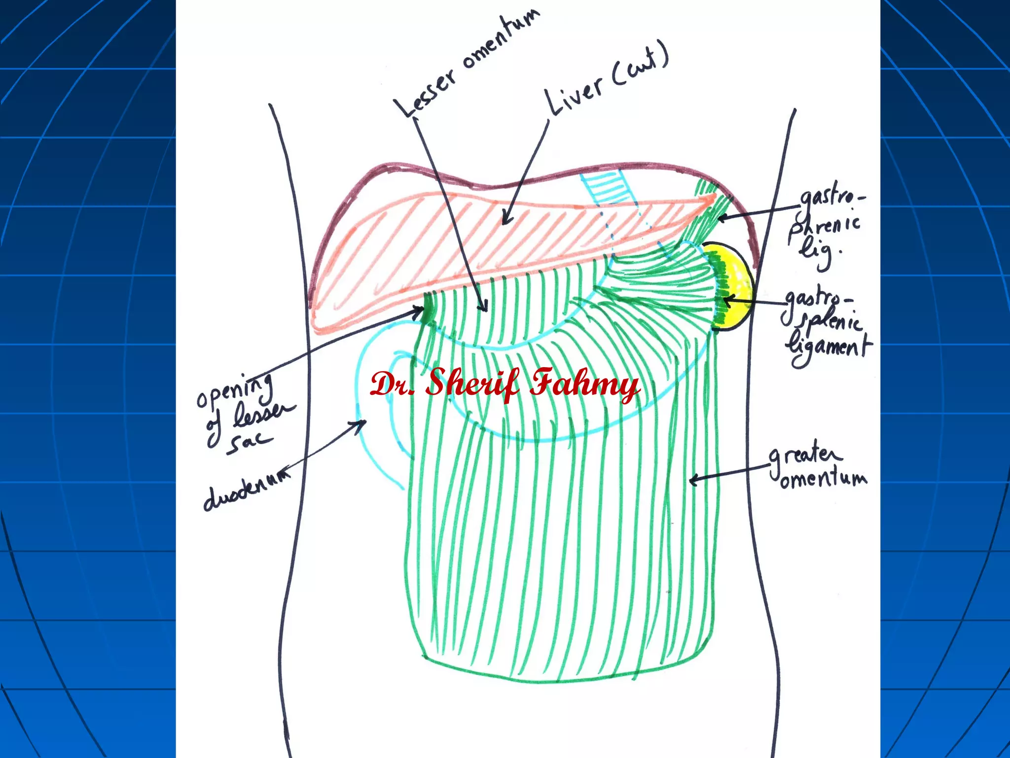 The Peritoneum (Anatomy of the Abdomen) | PPS
