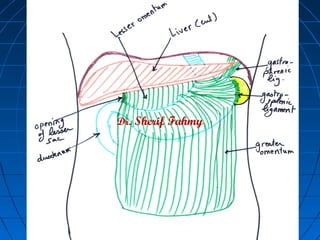 The Peritoneum (Anatomy of the Abdomen) | PPS