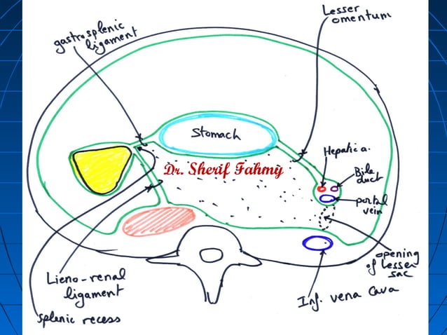 The Peritoneum (Anatomy of the Abdomen) | PPS | Geography | Science