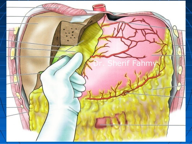 The Peritoneum Anatomy Of The Abdomen
