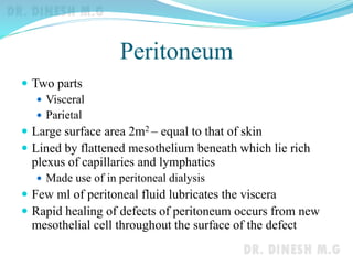 Peritoneum | PPTX | Digestive Disorders | Diseases and Conditions