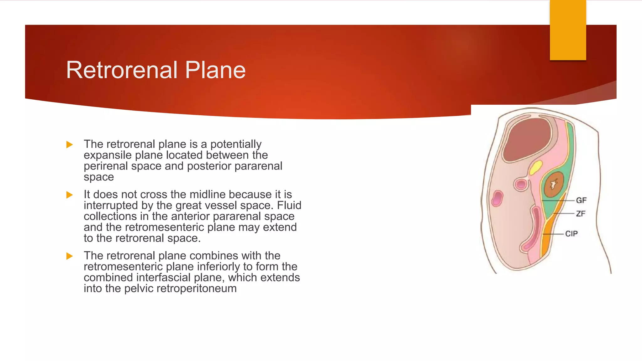 Peritoneum | PPTX