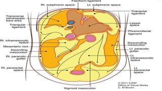 Peritoneum | PPTX