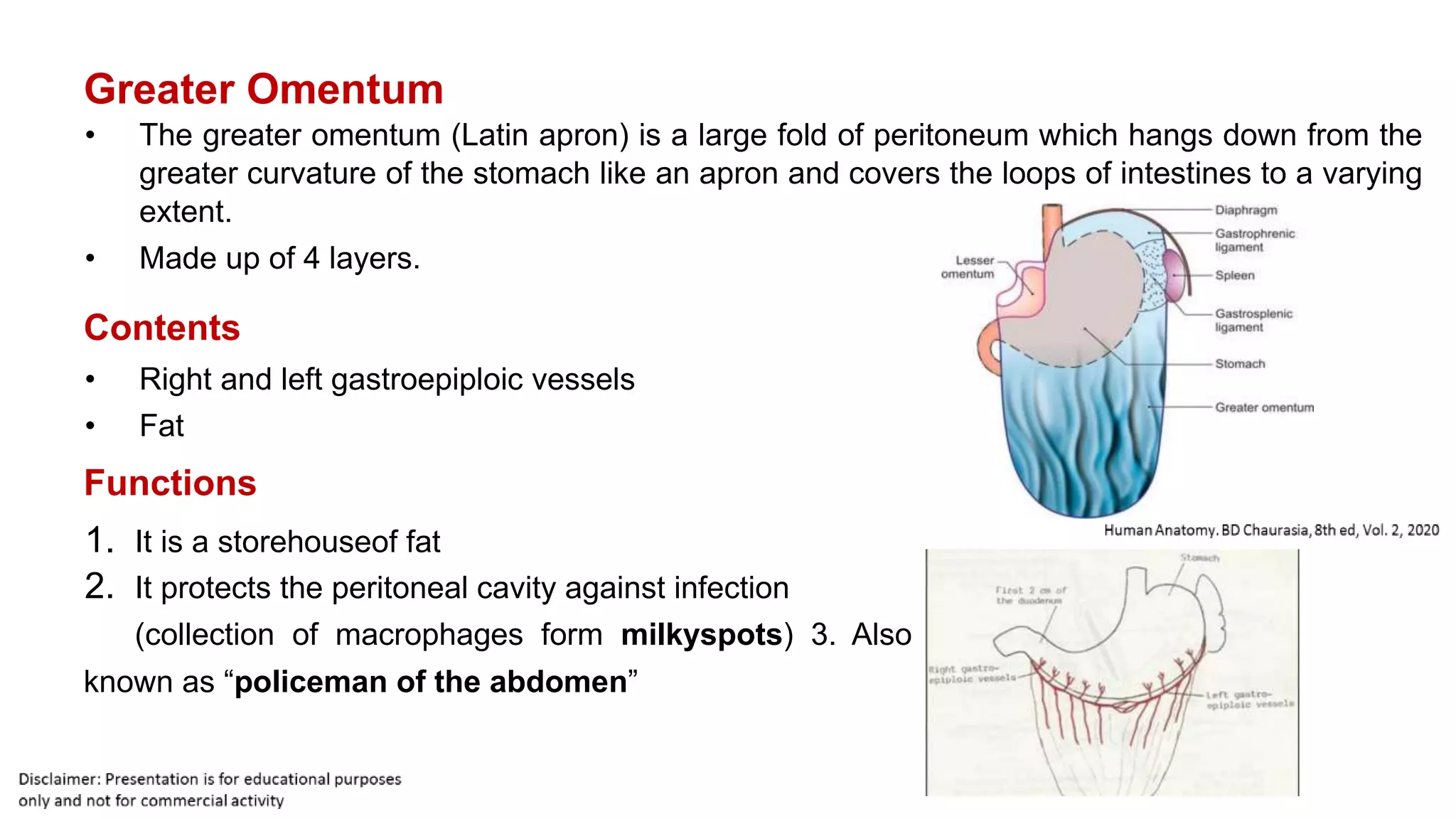 peritoneum.docx