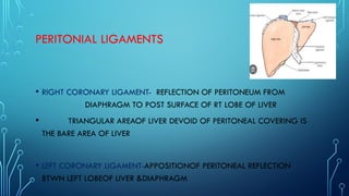 RADIOLOGICAL ANATOMY OF PERITONEUM.pptx