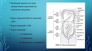 RADIOLOGICAL ANATOMY OF PERITONEUM.pptx