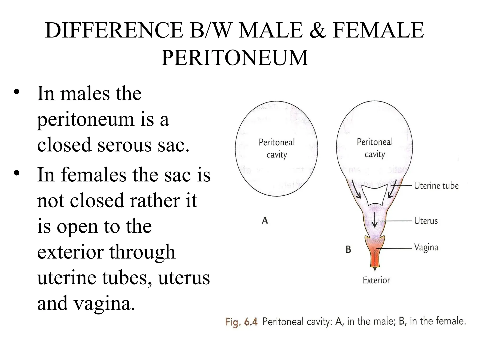 Anatomy of peritoneum with applied aspects. | PPTX