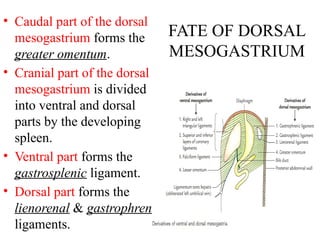 Anatomy of peritoneum with applied aspects. | PPTX