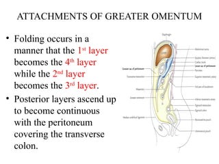 Anatomy of peritoneum with applied aspects. | PPTX