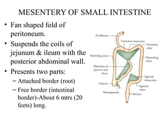 Anatomy of peritoneum with applied aspects. | PPTX