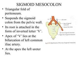 Anatomy of peritoneum with applied aspects. | PPTX