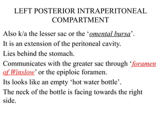 Anatomy of peritoneum with applied aspects. | PPTX