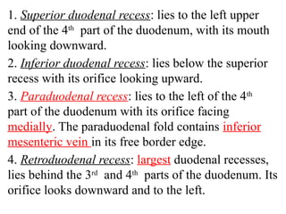 Anatomy of peritoneum with applied aspects. | PPTX