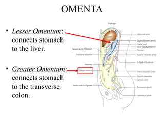 Anatomy of peritoneum with applied aspects. | PPTX