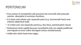 The entire Peritoneum Anatomy and applied | PPTX