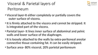 The entire Peritoneum Anatomy and applied | PPTX
