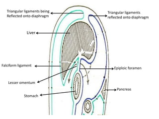 Peritoneum , Dr. Anudeep singh | PDF