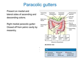 Peritoneum , Dr. Anudeep singh | PPT