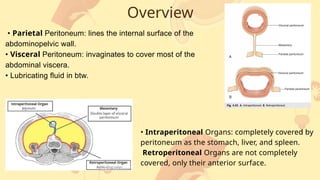 Comprehensive Overview of the Peritoneum: Anatomy, Reflections, and ...