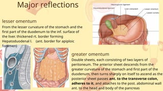 Comprehensive Overview of the Peritoneum: Anatomy, Reflections, and ...
