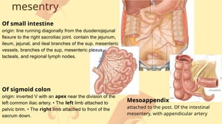 Comprehensive Overview of the Peritoneum: Anatomy, Reflections, and ...