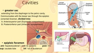 Comprehensive Overview of the Peritoneum: Anatomy, Reflections, and ...