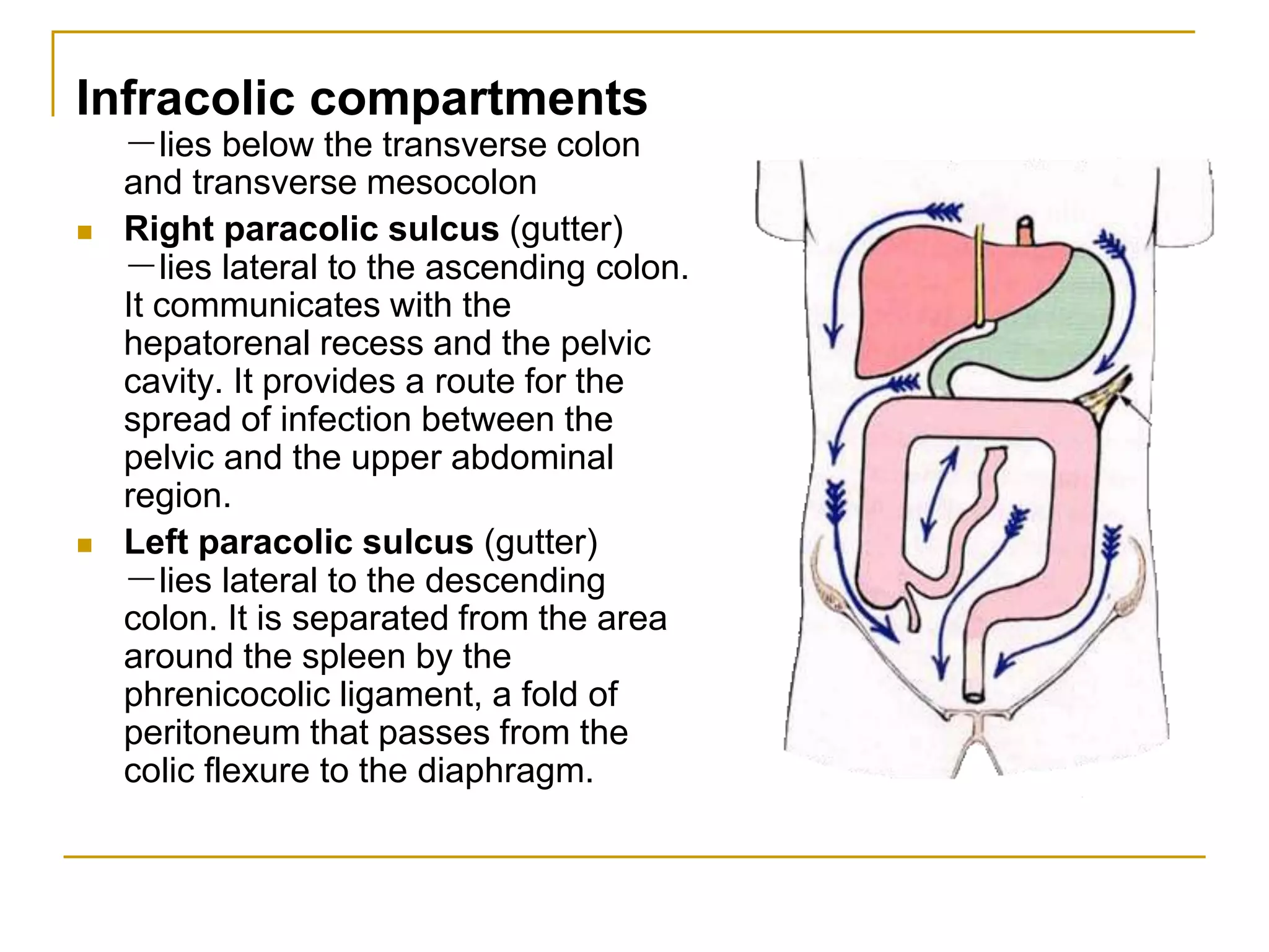 Peritoneum_2.ppt