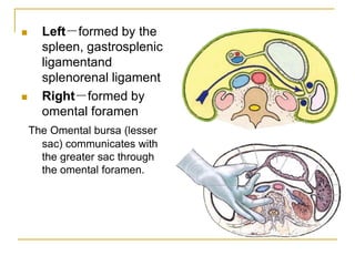 Peritoneum_2.ppt