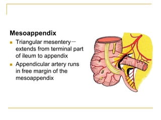 Peritoneum_2.ppt