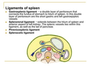 Peritoneum_2.ppt