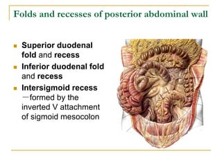 Peritoneum_2.ppt
