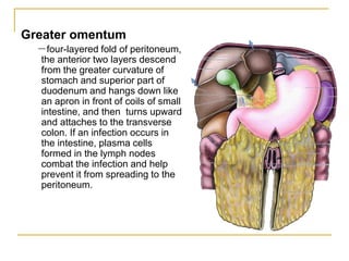 Peritoneum_2.ppt
