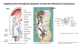 Peritoneum | PPT